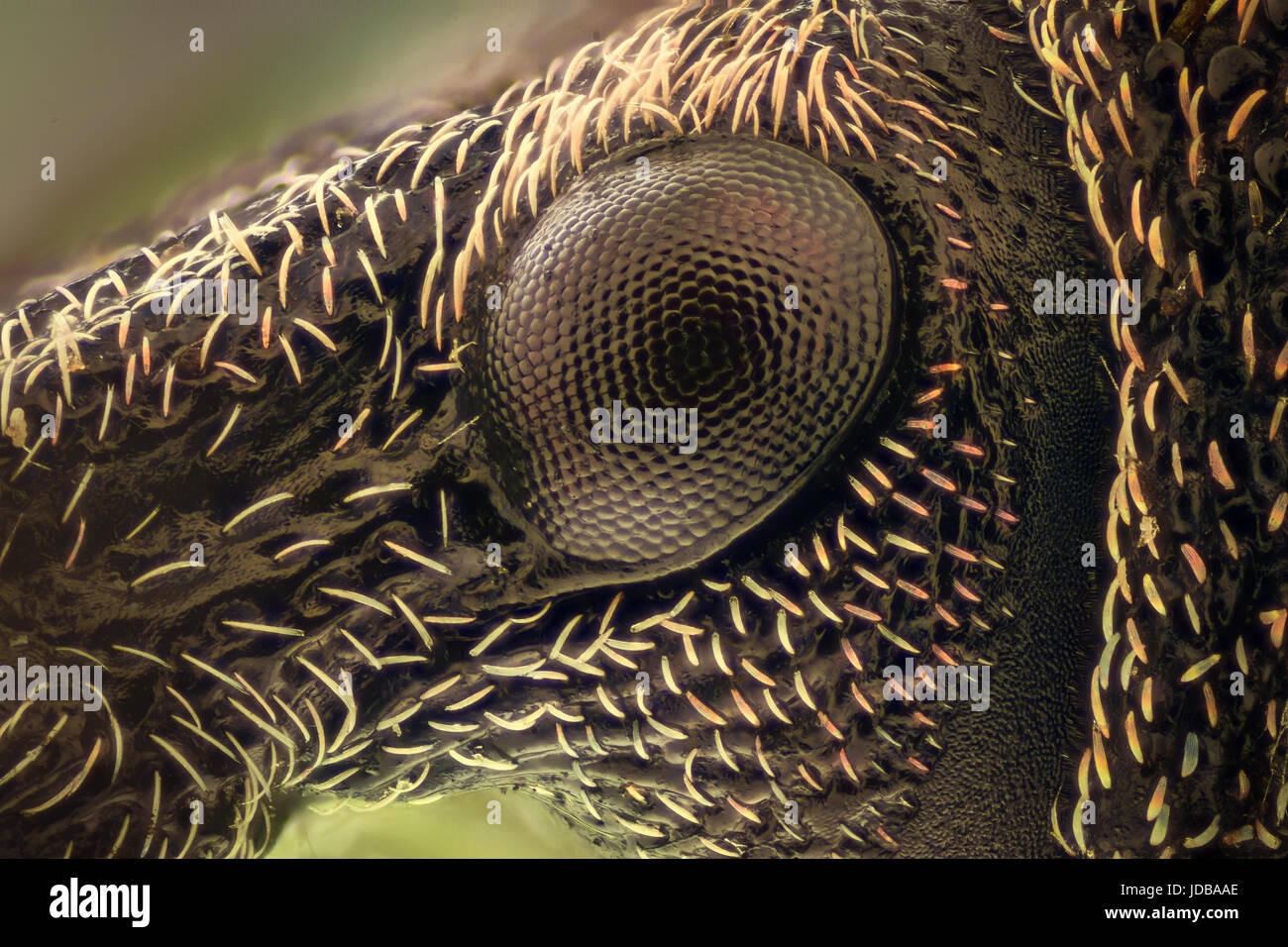 Coleoptera beetles hi-res stock photography and images - Alamy