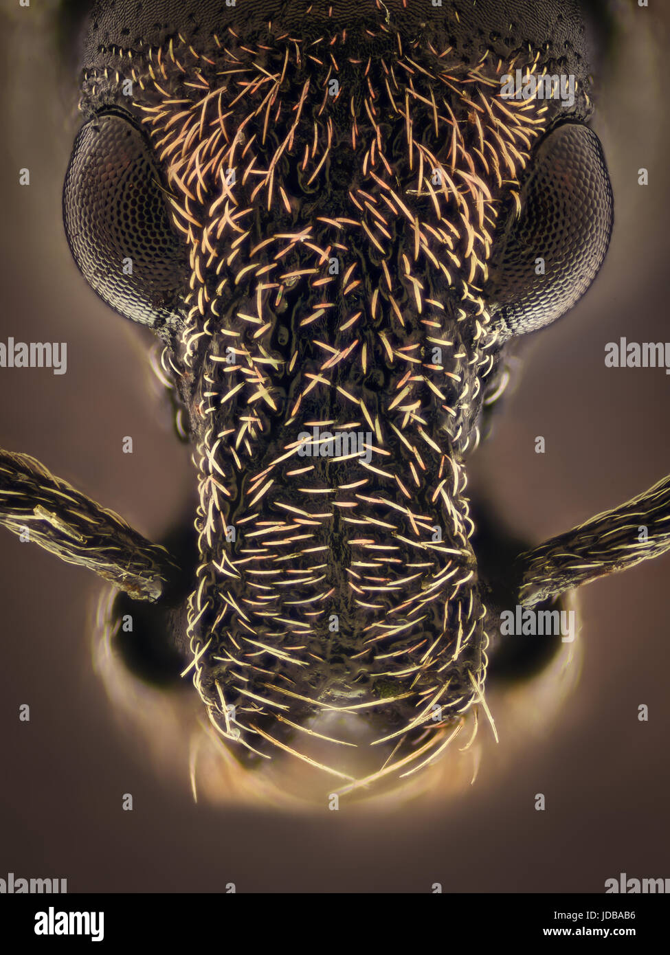 Extreme magnification - Weevil Stock Photo - Alamy