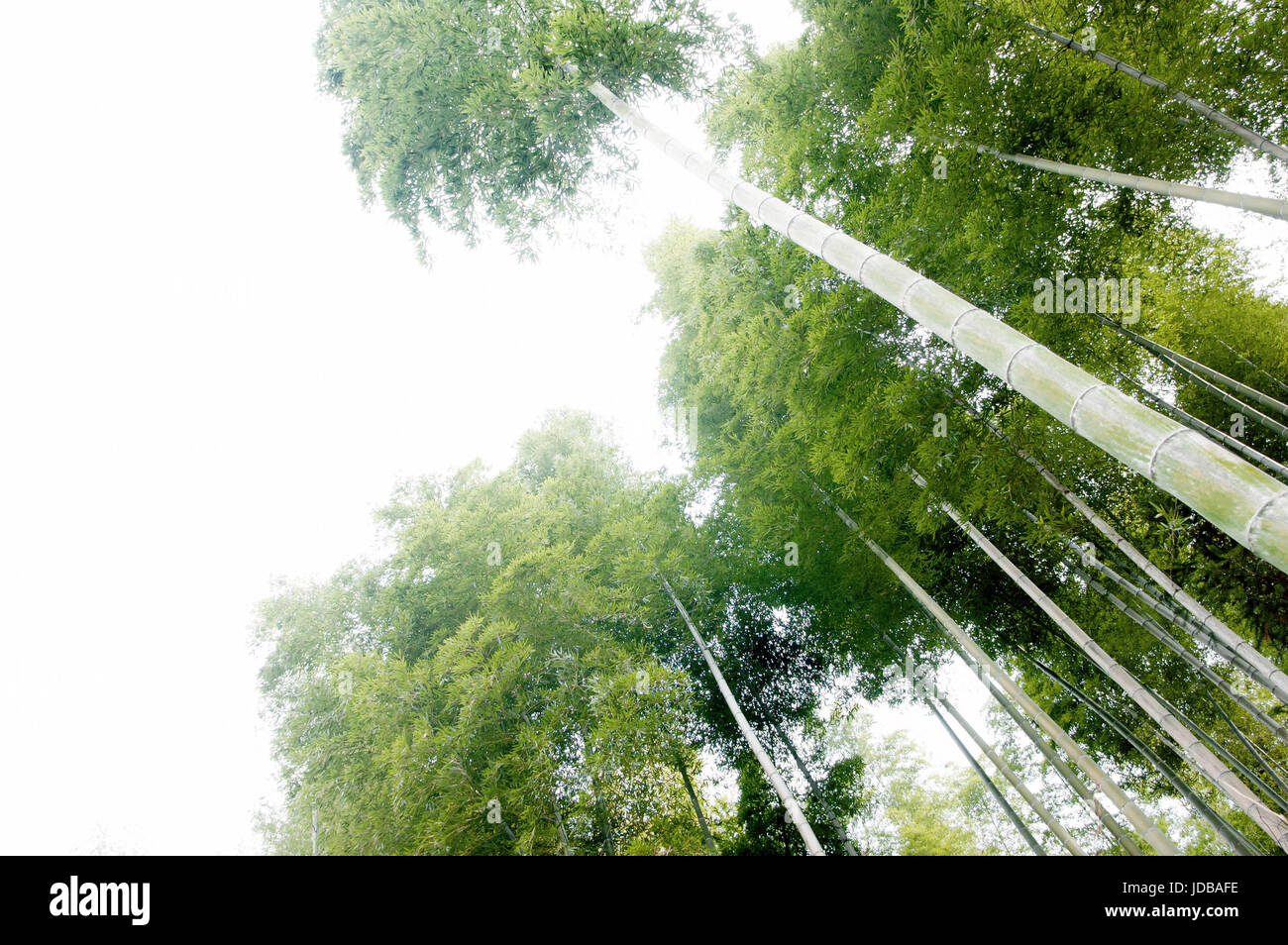 Asia, bamboo, green color, very beautiful Stock Photo - Alamy
