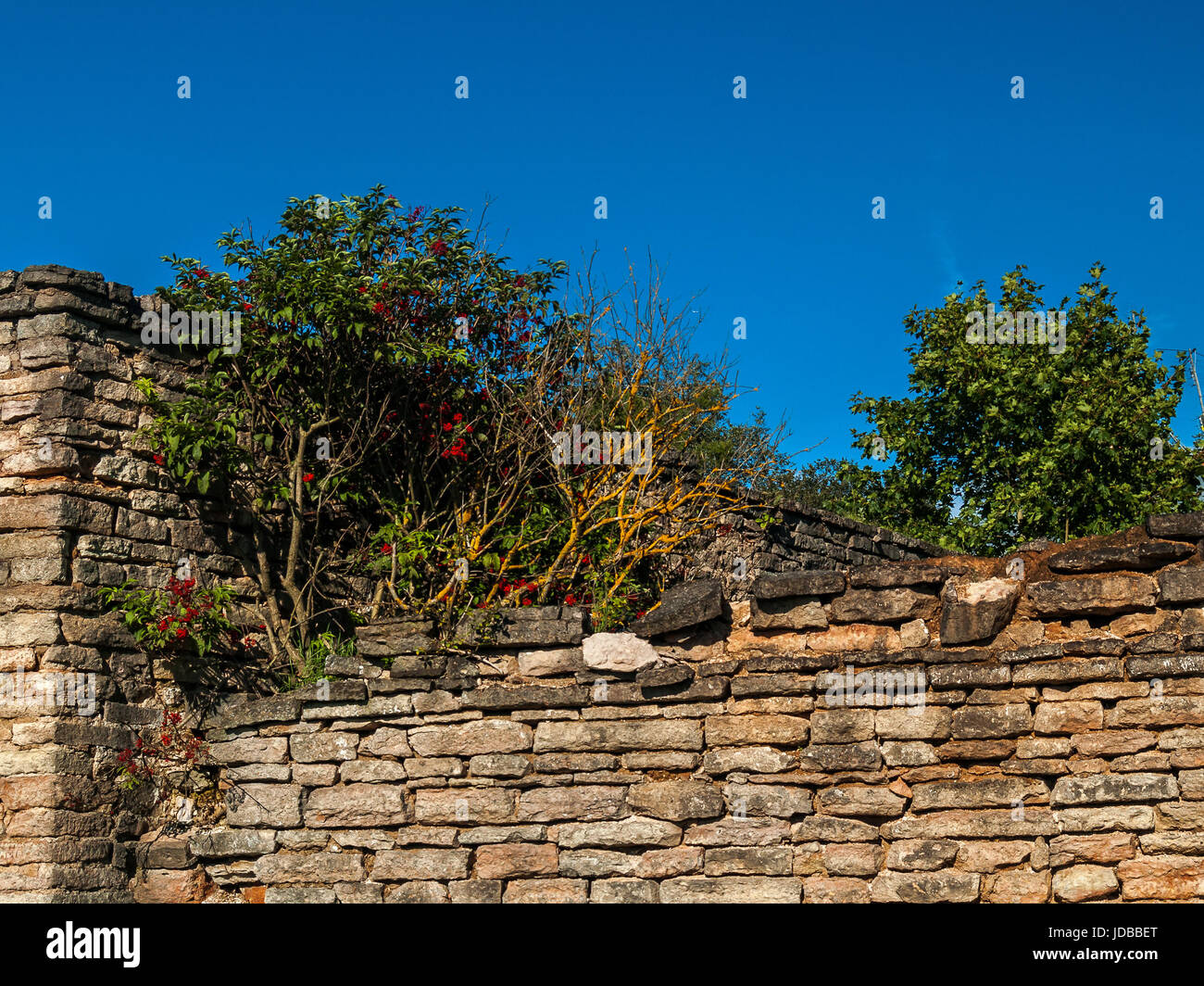 Green shrubs with red berries grow on top of the old brick wall of a ...