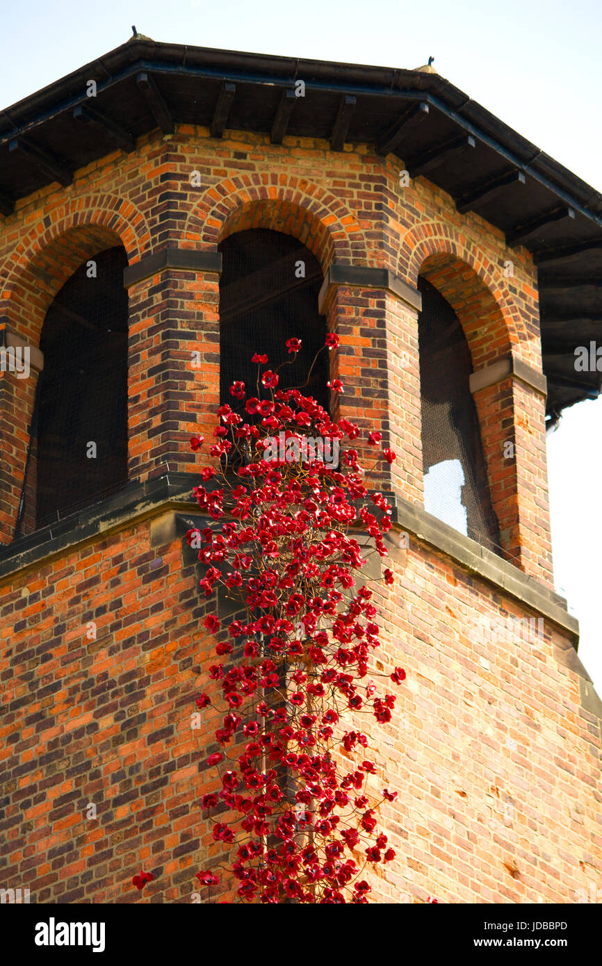 Weeping Window Poppies Derby Silk Mill Stock Photo - Alamy