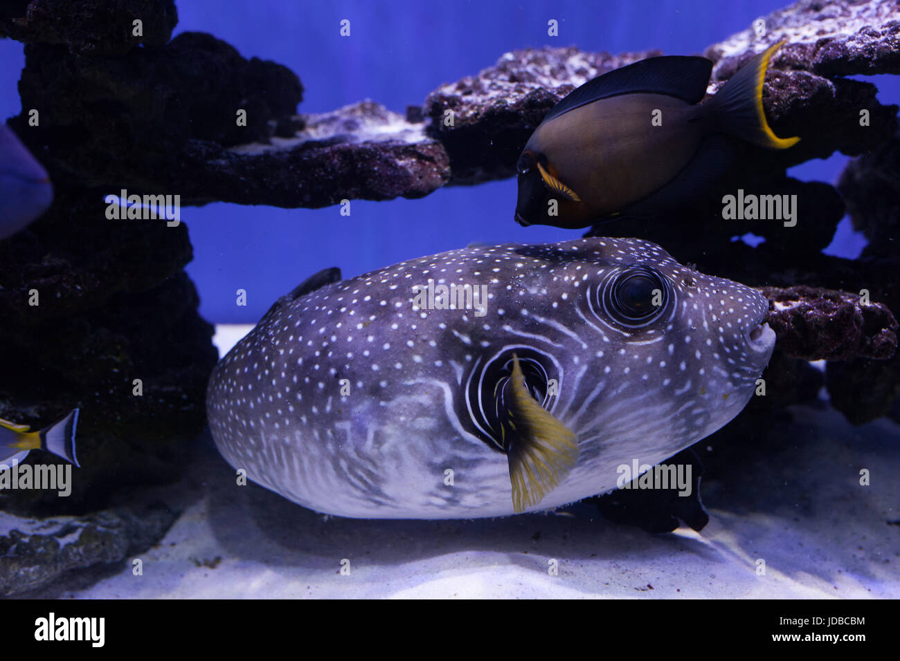 Portrait of a puffer fish on the bottom close up Stock Photo - Alamy