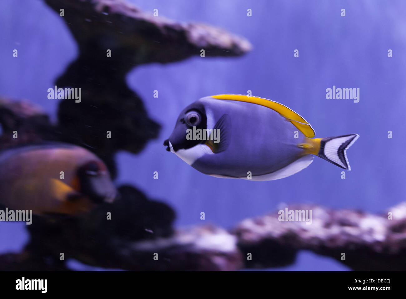 Beautiful bright sea fish swimming in aquarium Stock Photo - Alamy
