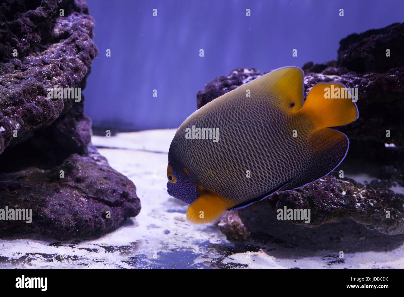 Beautiful bright angelfish swimming near reef at the bottom Stock Photo ...