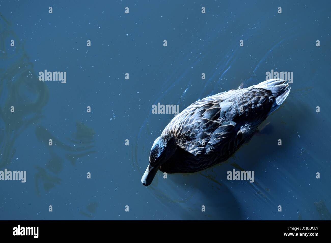 Duck cover hi-res stock photography and images - Alamy