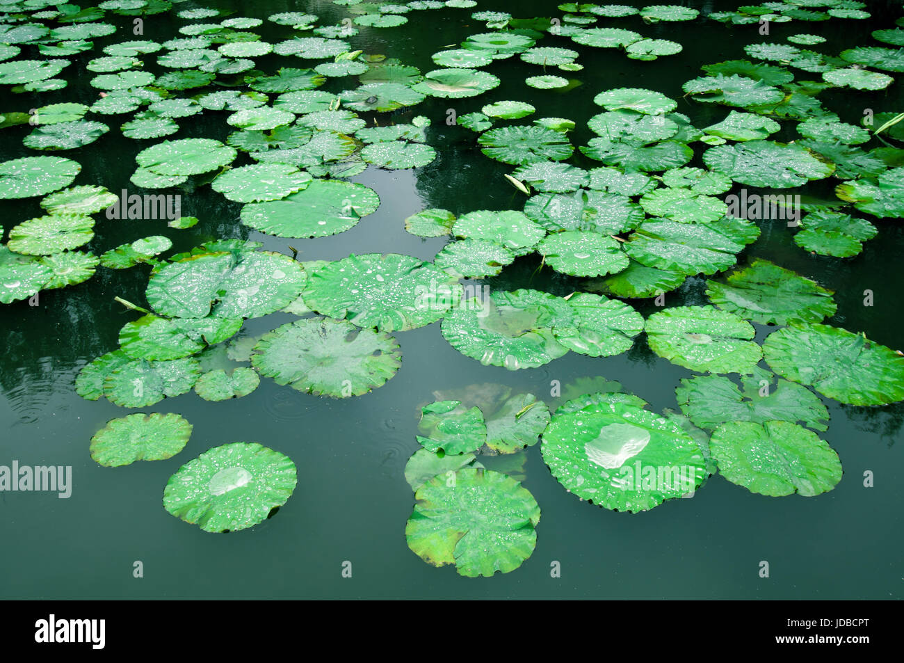 Lily pads on the surface of a pond Stock Photo - Alamy