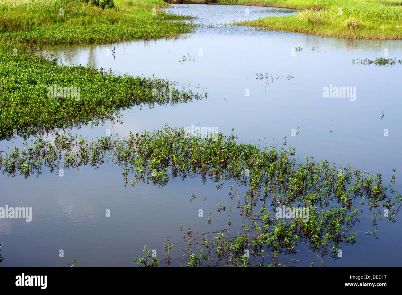 Marsh wetlands in southern China Stock Photo - Alamy