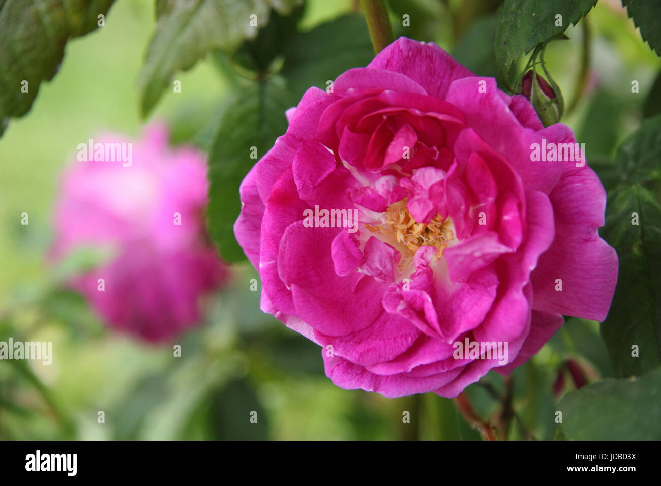 Rosa 'AMADIS', also called 'Crimson Boursault', a thornless, rambling ...