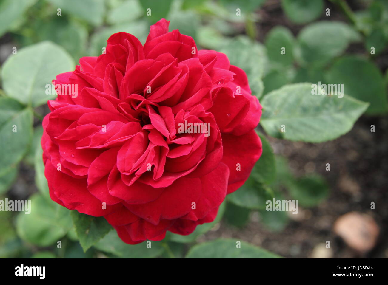 Rosa 'L D Braithwaite', (Leonard Dudley Braithwaite),a modern, red ...