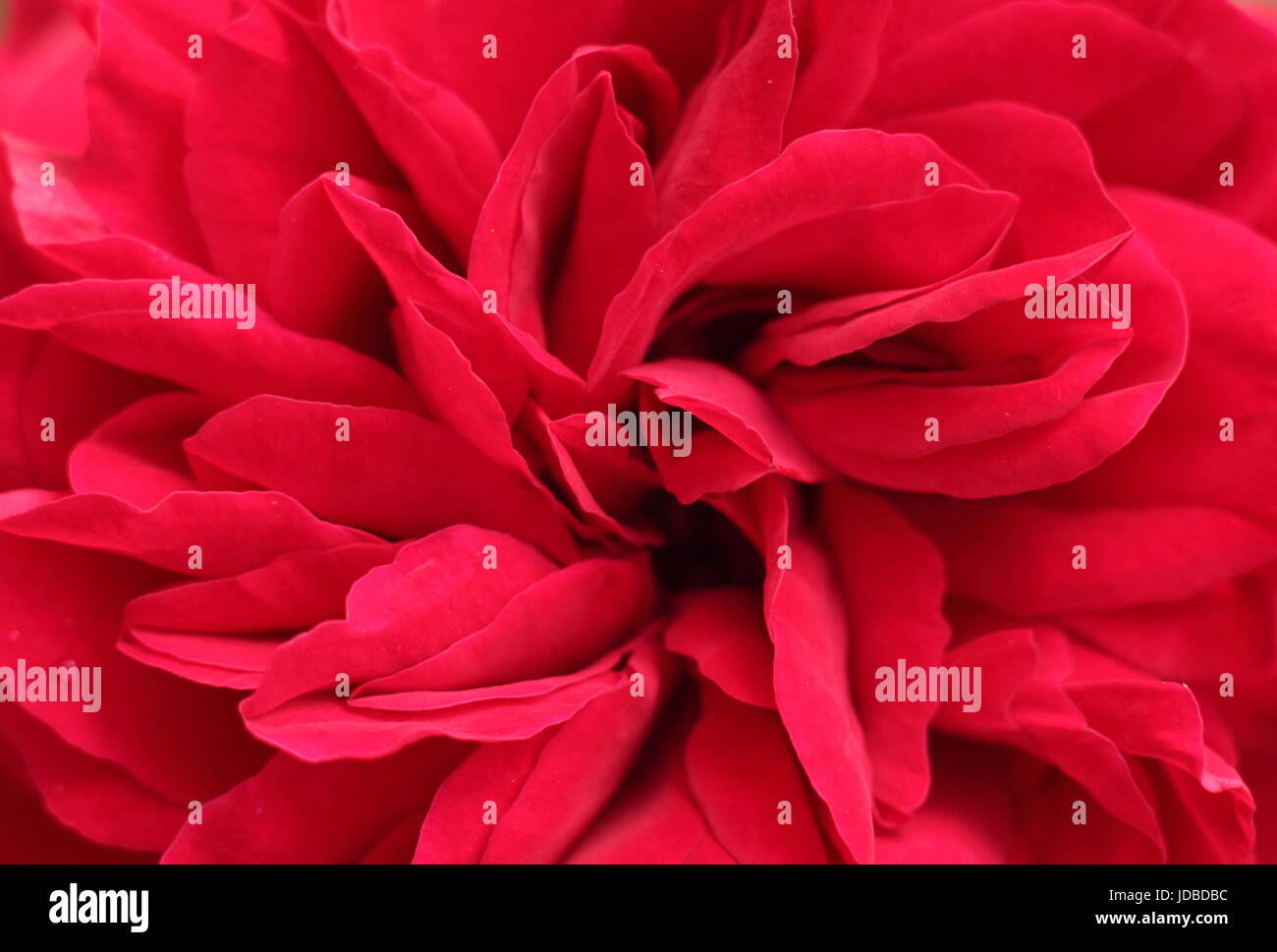 Rosa 'L D Braithwaite', (Leonard Dudley Braithwaite),a modern, red ...