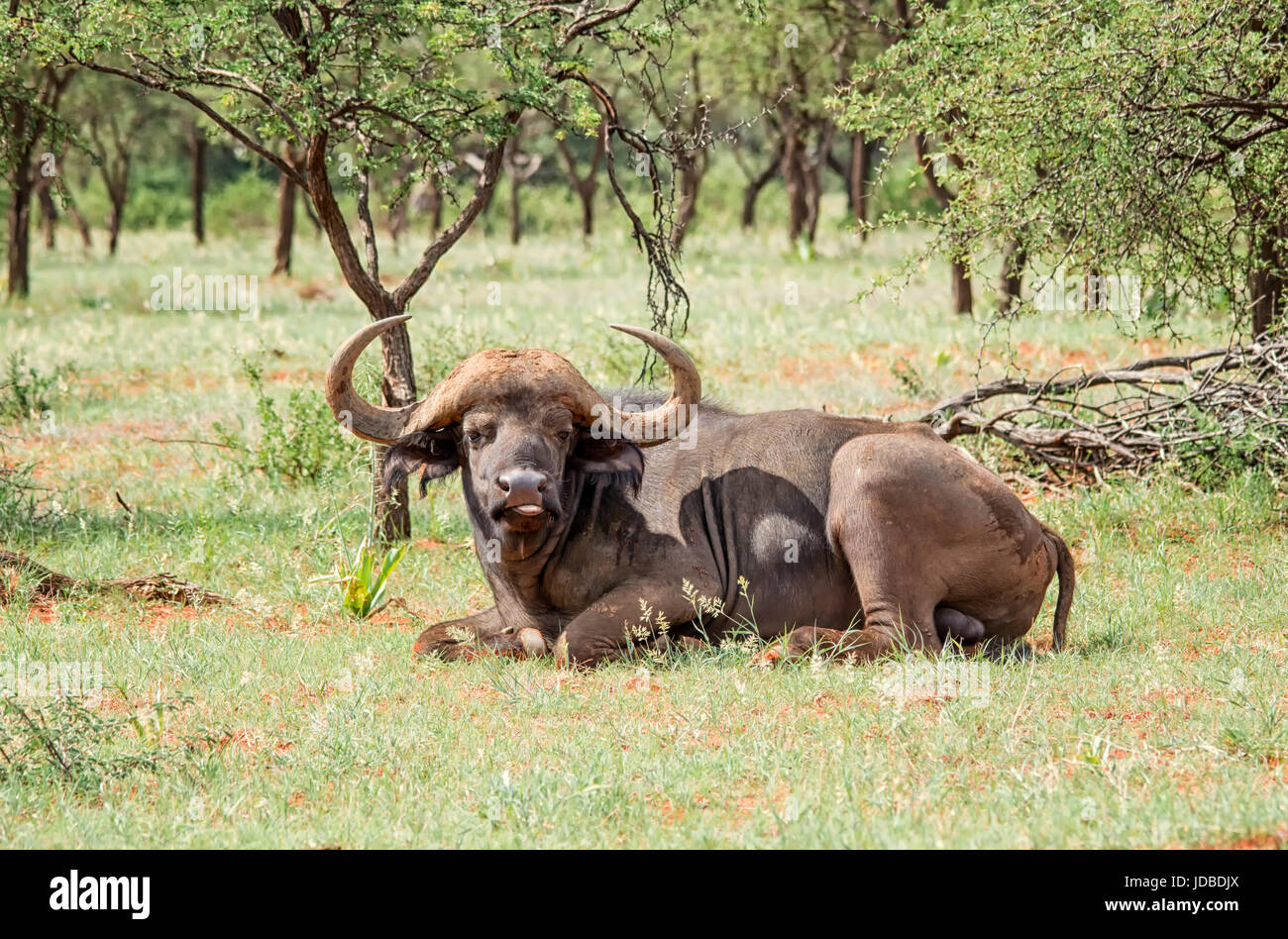African Buffalo in Southern African savanna Stock Photo - Alamy