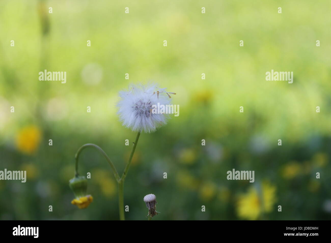 Groundsels hi-res stock photography and images - Alamy