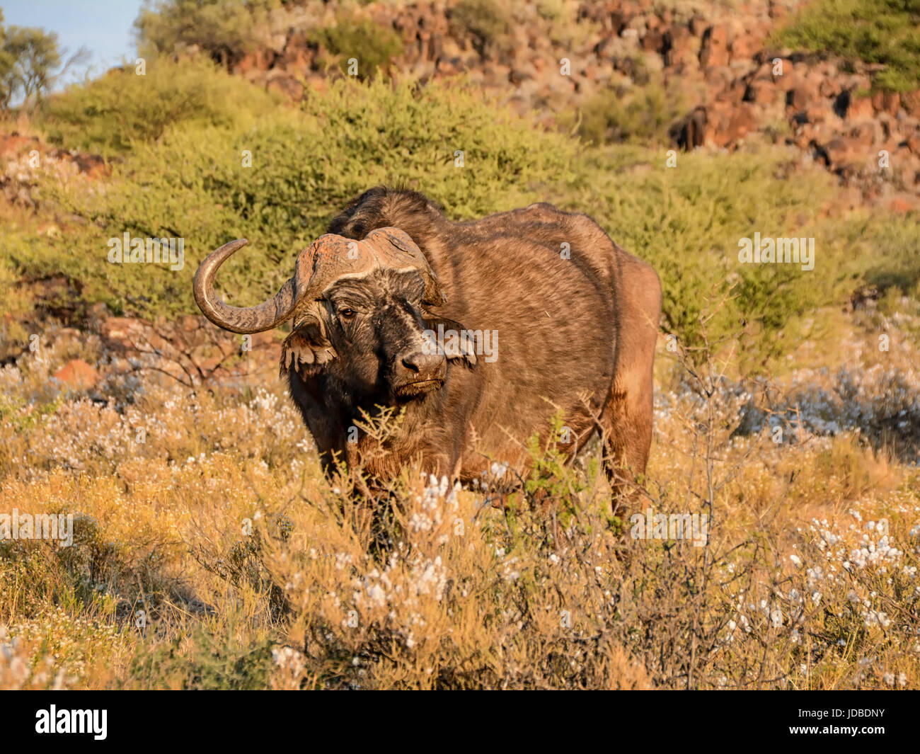 African Buffalo in Southern African savanna Stock Photo - Alamy