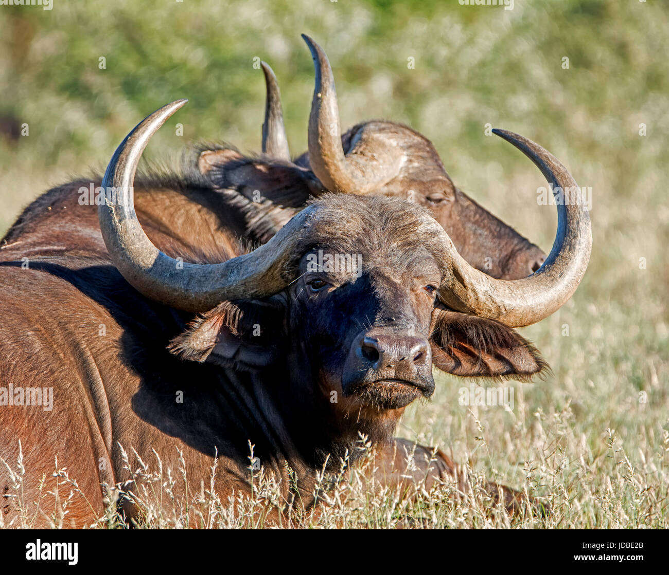 African Buffalo in Southern African savanna Stock Photo - Alamy