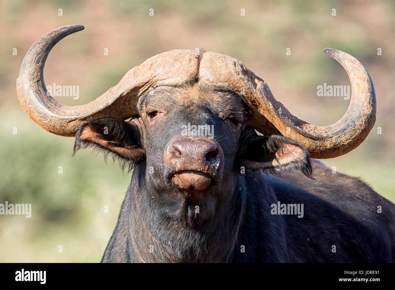 African Buffalo in Southern African savanna Stock Photo - Alamy