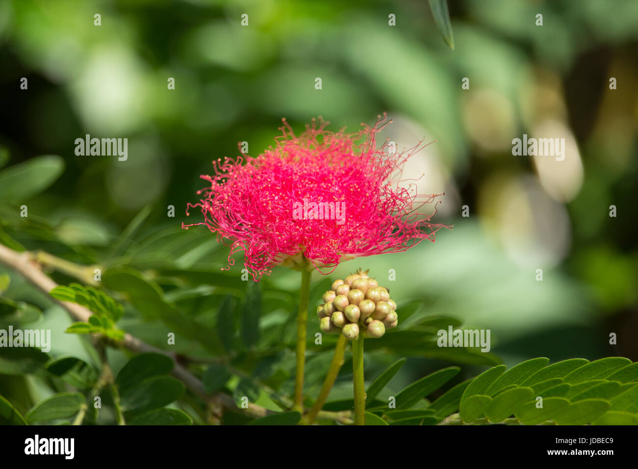 Closeup Pink flower Powder Puff or Head Powder Puff Stock Photo - Alamy