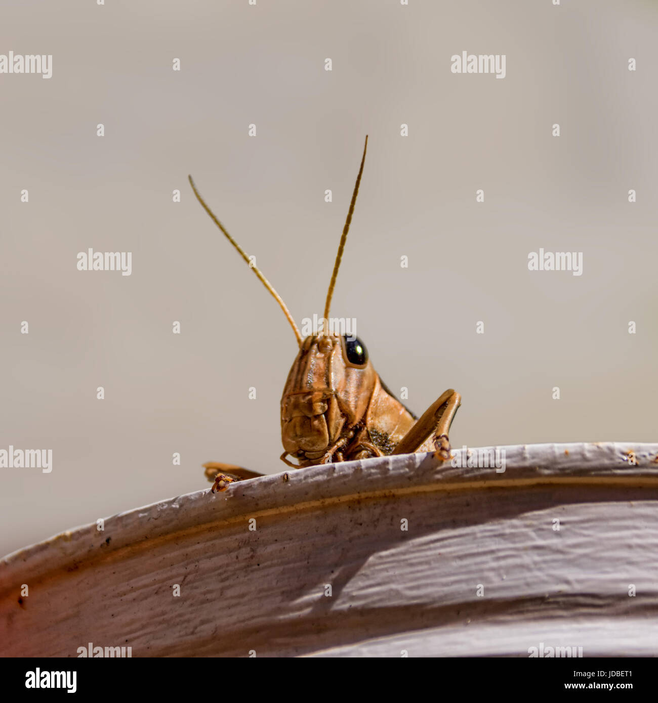 A Garden Locust in Southern Africa Stock Photo - Alamy