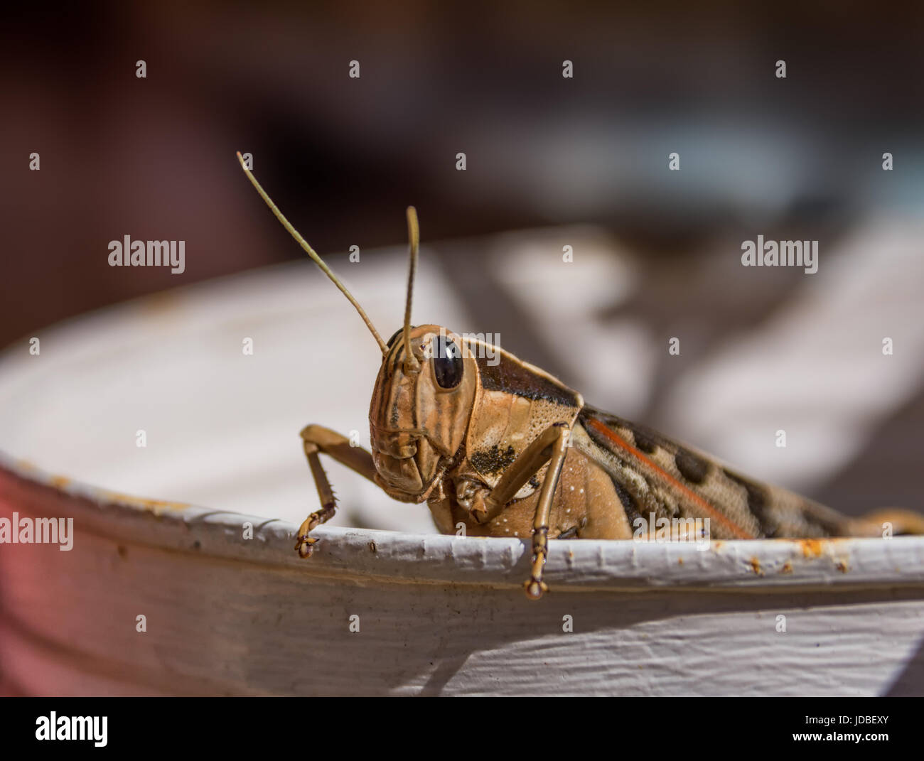 Locust Face High Resolution Stock Photography and Images - Alamy