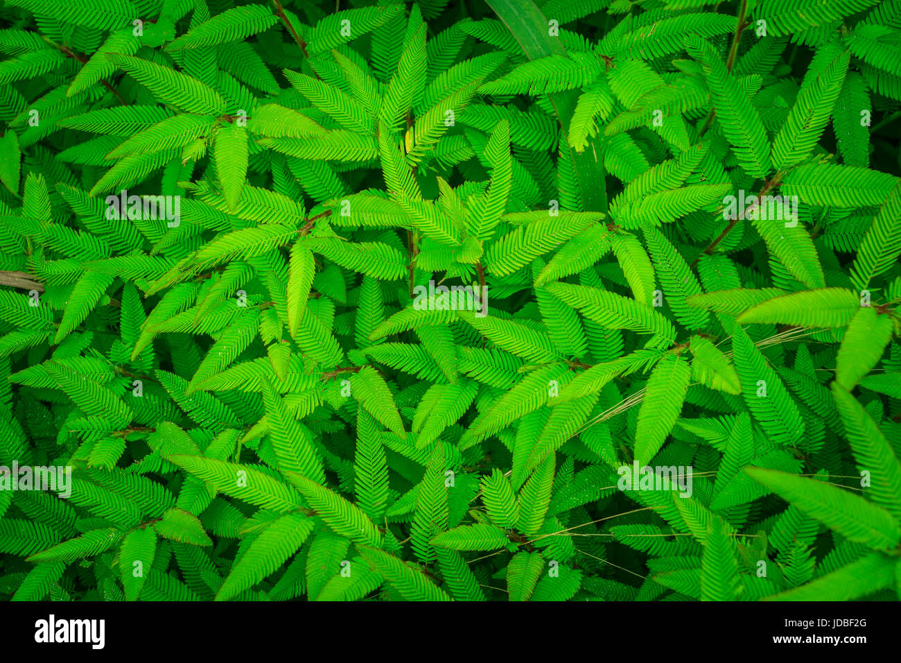 a freshness of nature in the rainforest Stock Photo - Alamy