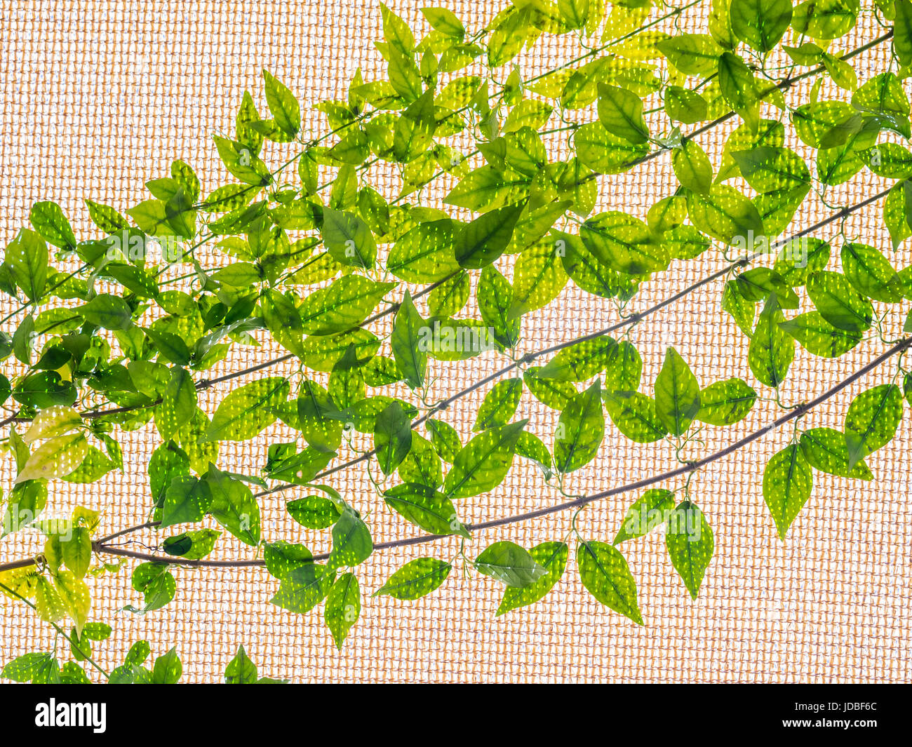 Vine growing on a fabric roof. Background Stock Photo - Alamy