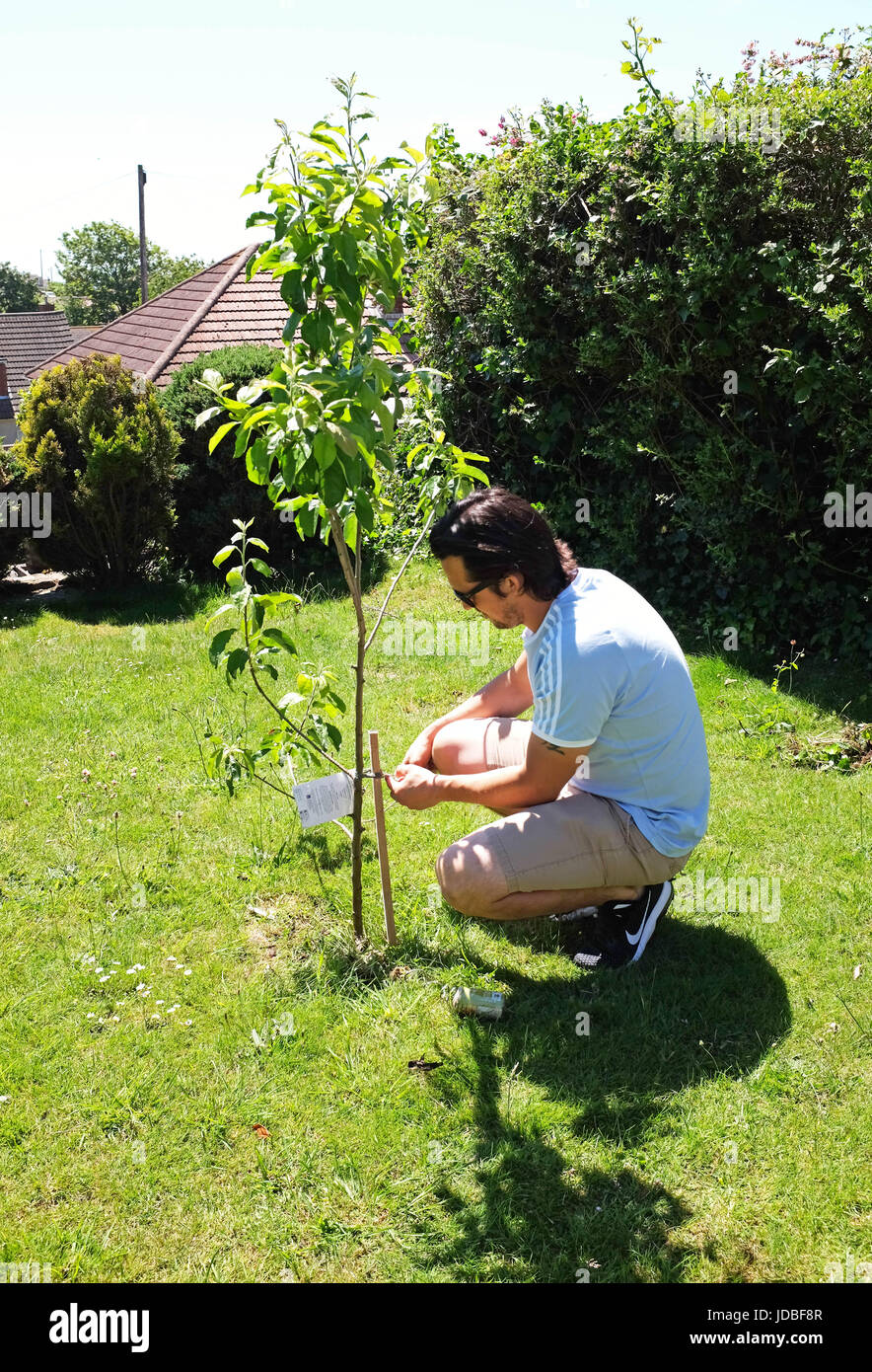 Young man gardening tending to a young apple tree Stock Photo - Alamy