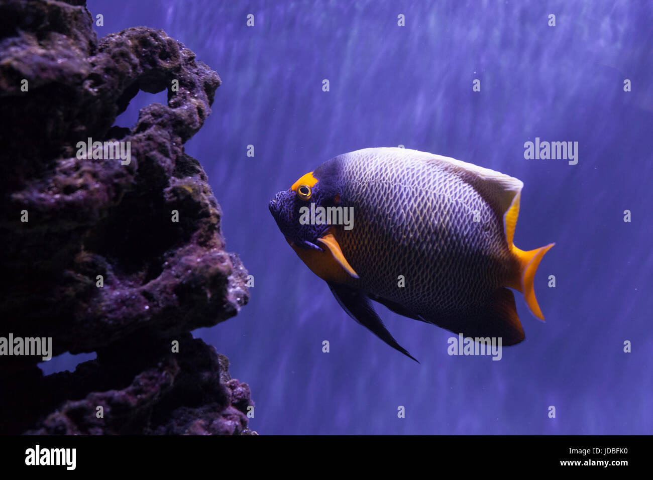 Bright beautiful yellow-faced angelfish swimming near reefs Stock Photo ...