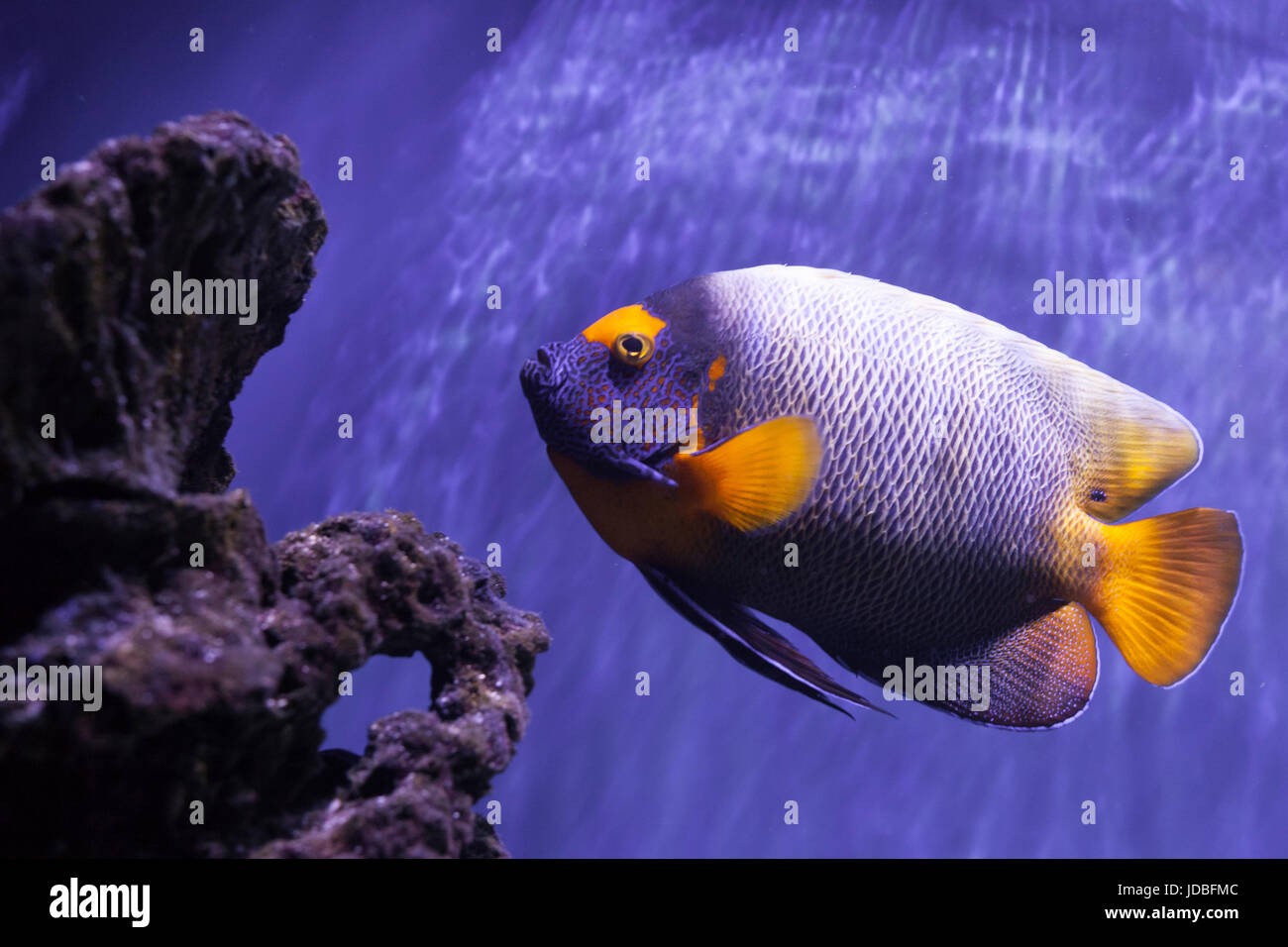 Yellow-faced angelfish swimming near reefs. Pomacanthus xanthometopon ...