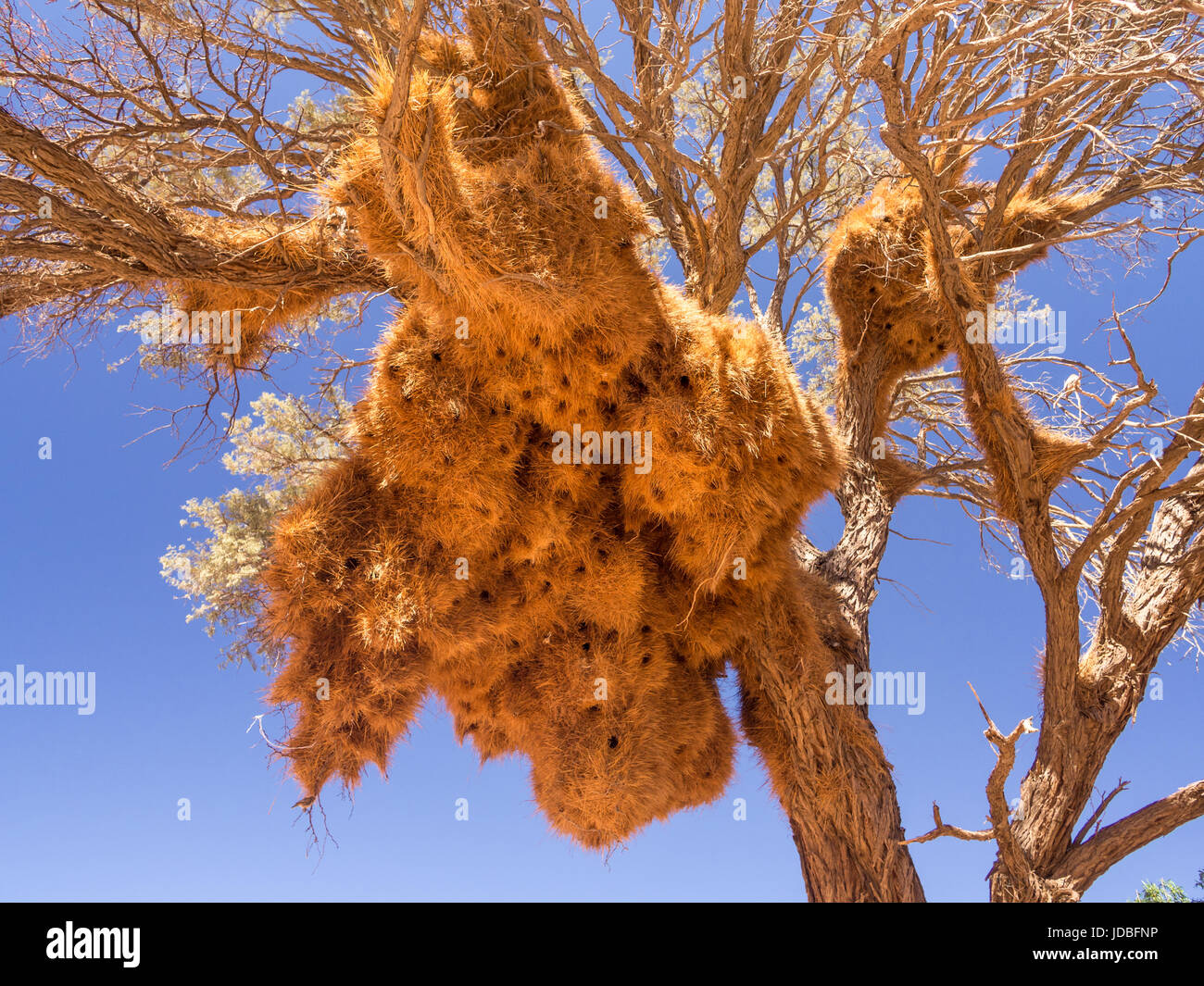 Huge weaver bird nest in Namibia, Africa Stock Photo - Alamy