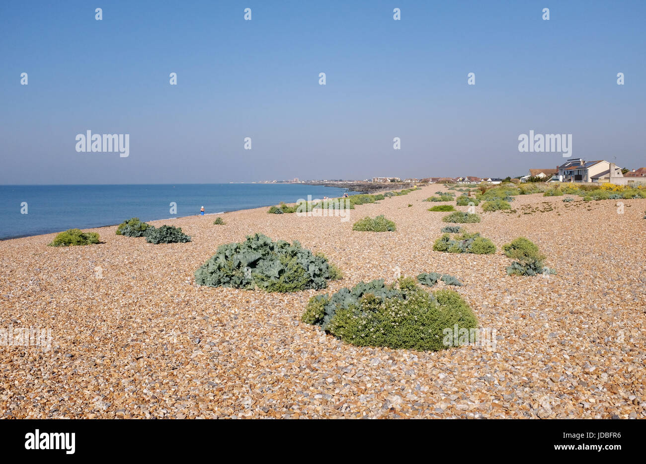 Plants on pebble beach hi-res stock photography and images - Alamy