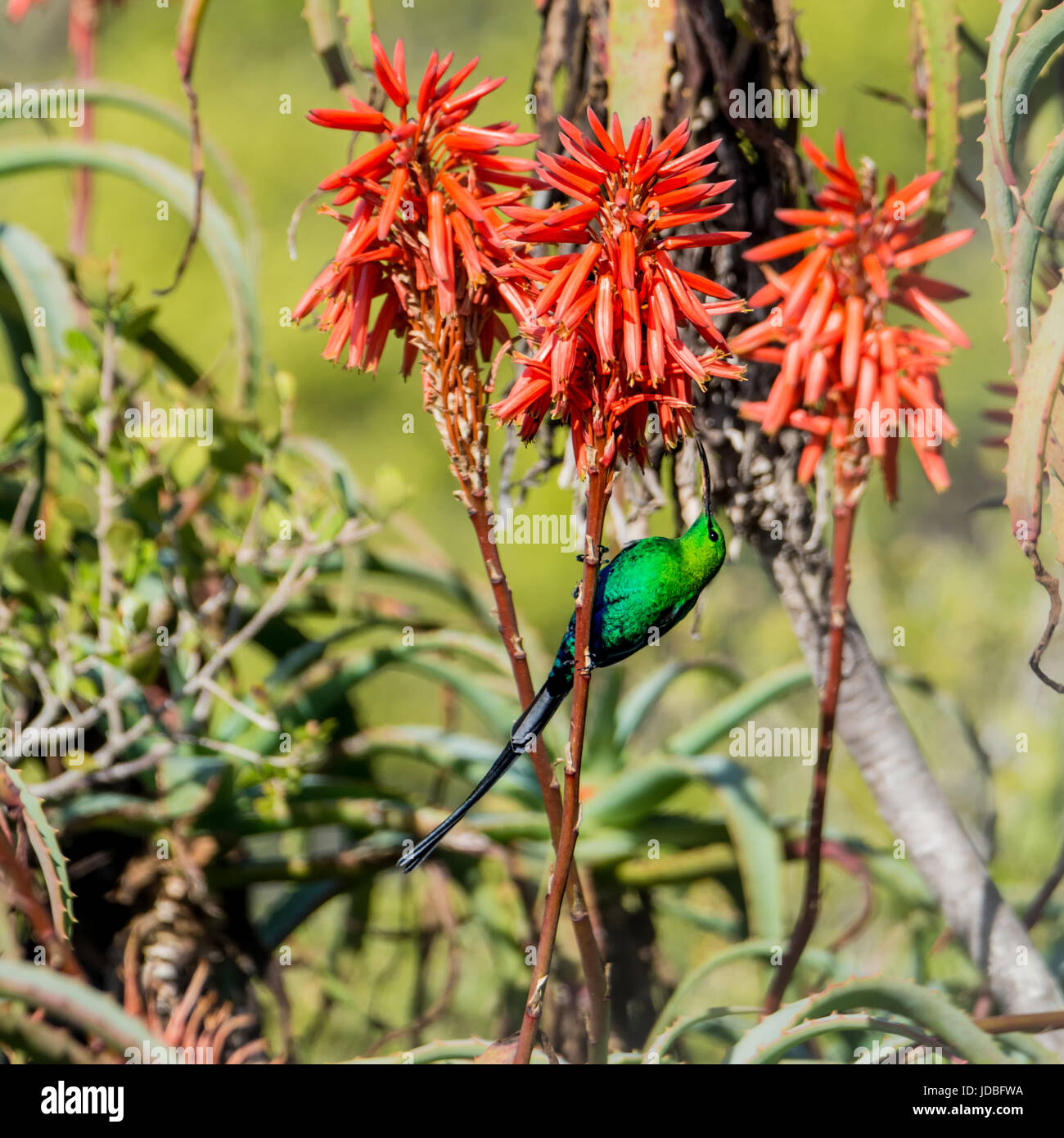 A Malachite Sunbird in full breeding plumage perched on an aloe plant ...