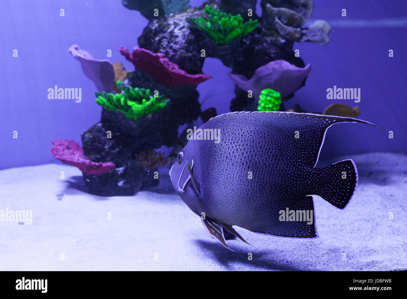 Gray semicircle angelfish in aquarium. Pomacanthus semicirculatus Stock ...