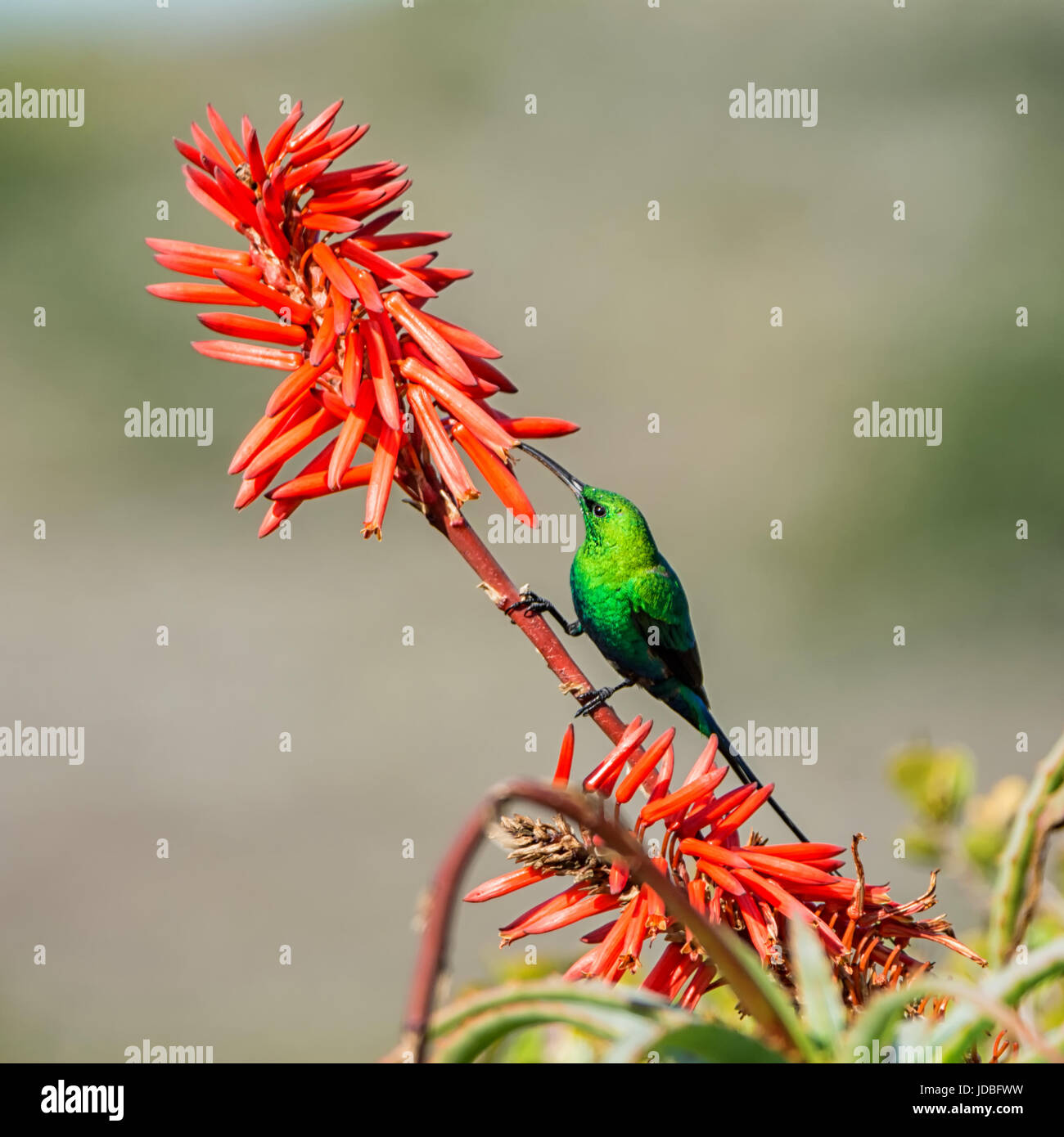 A Malachite Sunbird in full breeding plumage perched on an aloe plant ...