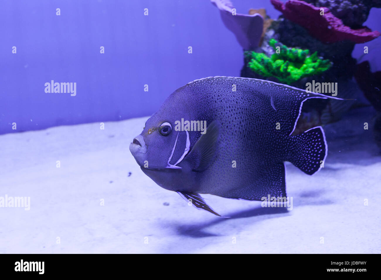 Semicircle angelfish in aquarium. Pomacanthus semicirculatus closeup ...
