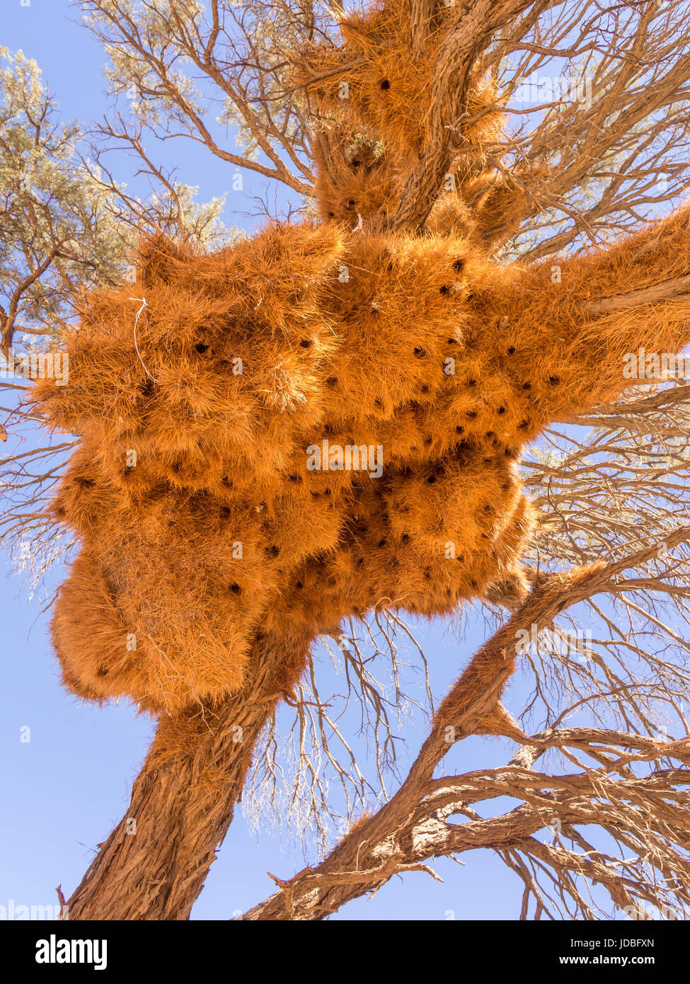 Huge weaver bird nest in Namibia, Africa Stock Photo - Alamy