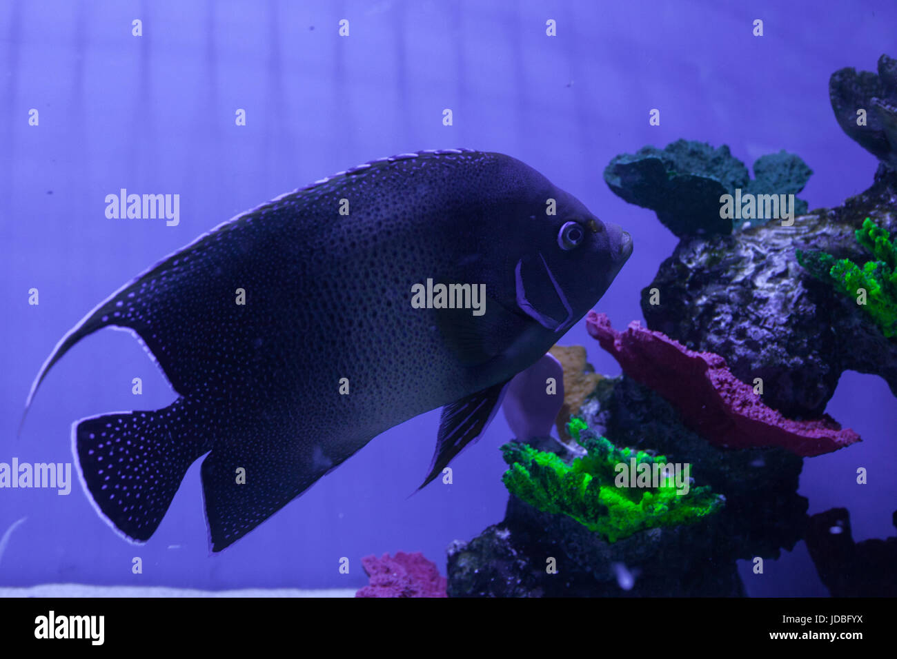 Semicircle angelfish swimming among corals. Pomacanthus semicirculatus ...