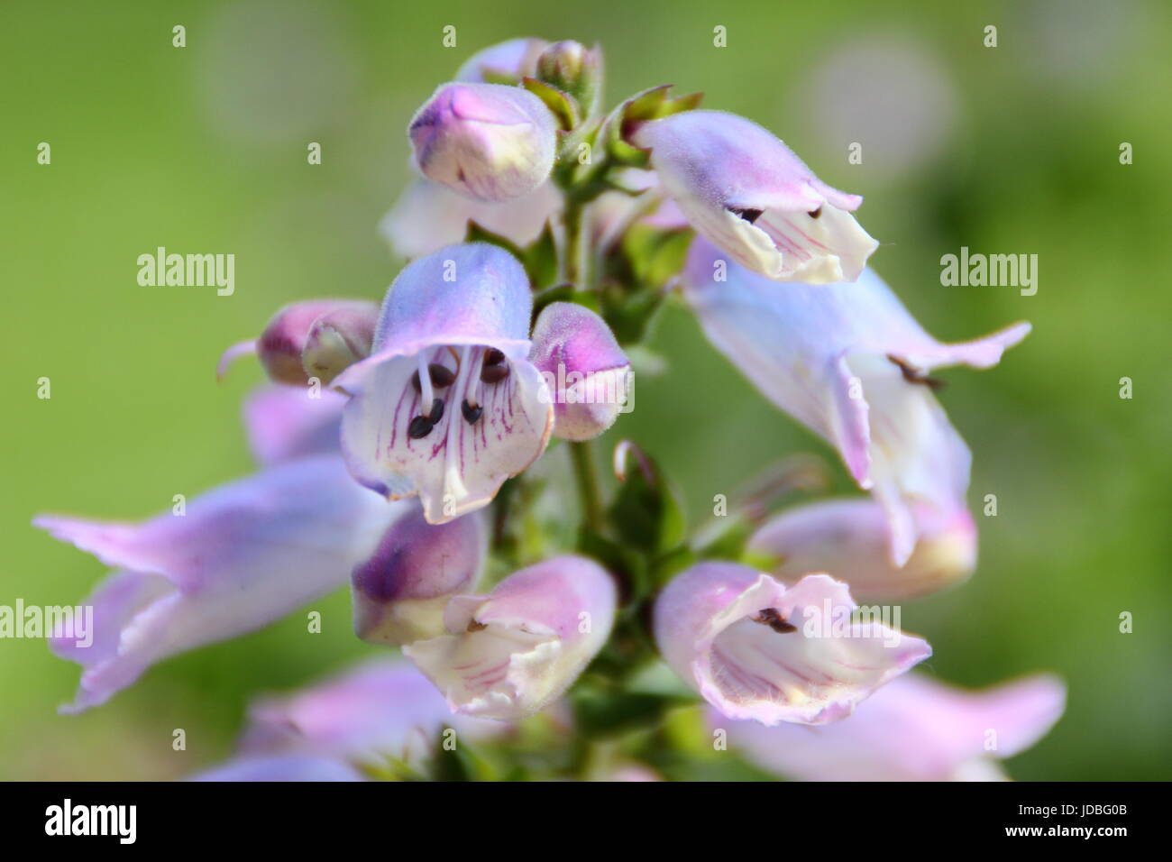 Penstemon 'Pennine Purple dwarf variety,' flowering in summer (June) in ...