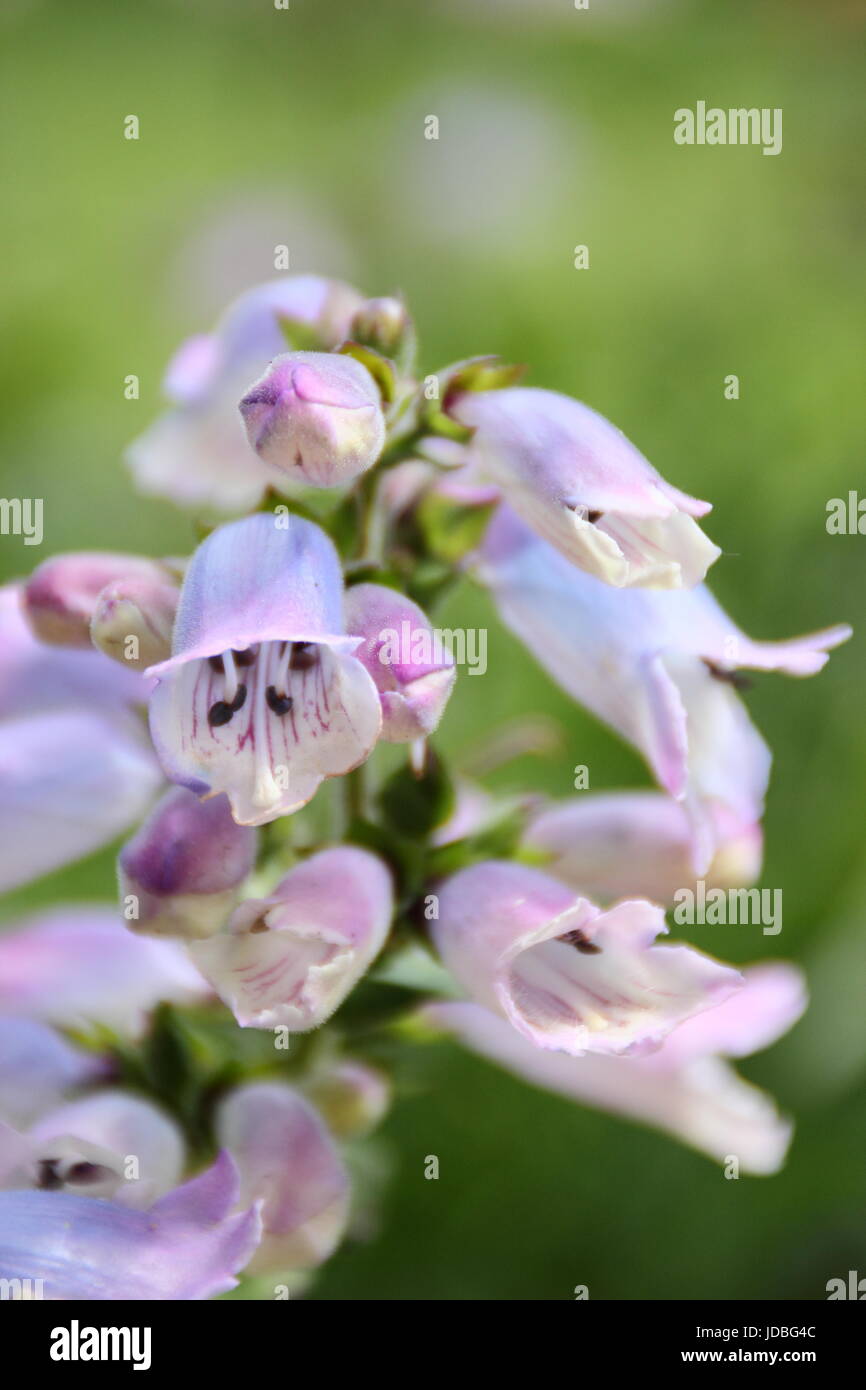 Penstemon 'Pennine Purple dwarf variety,' flowering in summer (June) in ...