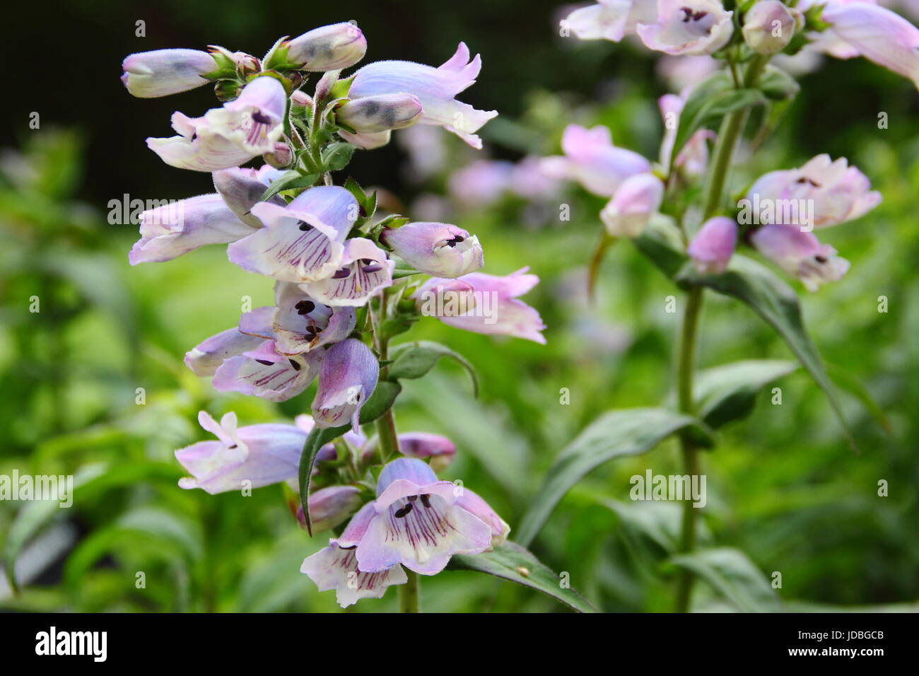 Penstemon 'Pennine Purple dwarf variety,' flowering in summer (June) in ...