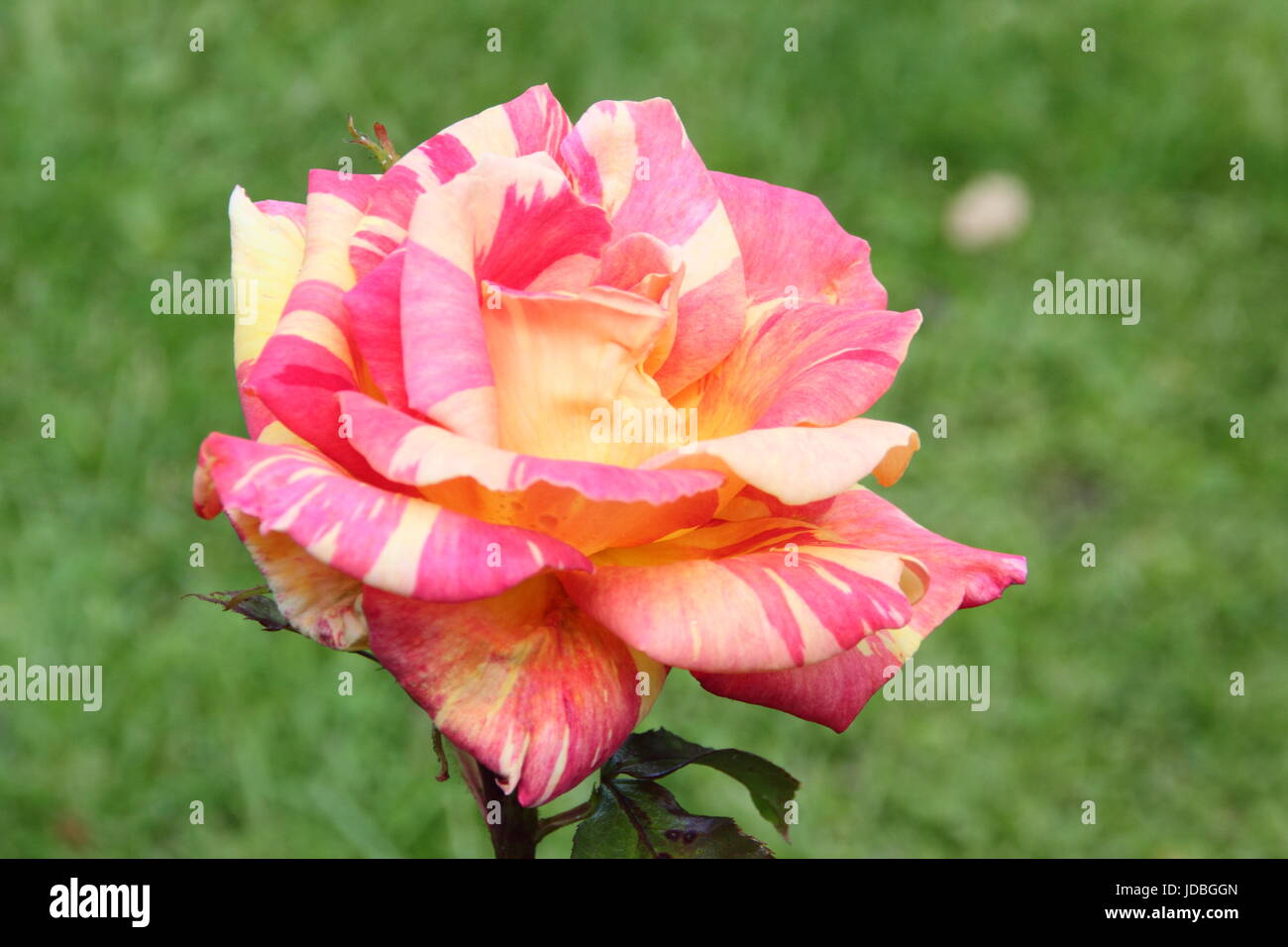 Rosa 'Harry Wheatcroft' a striking, scented rose, named after its ...