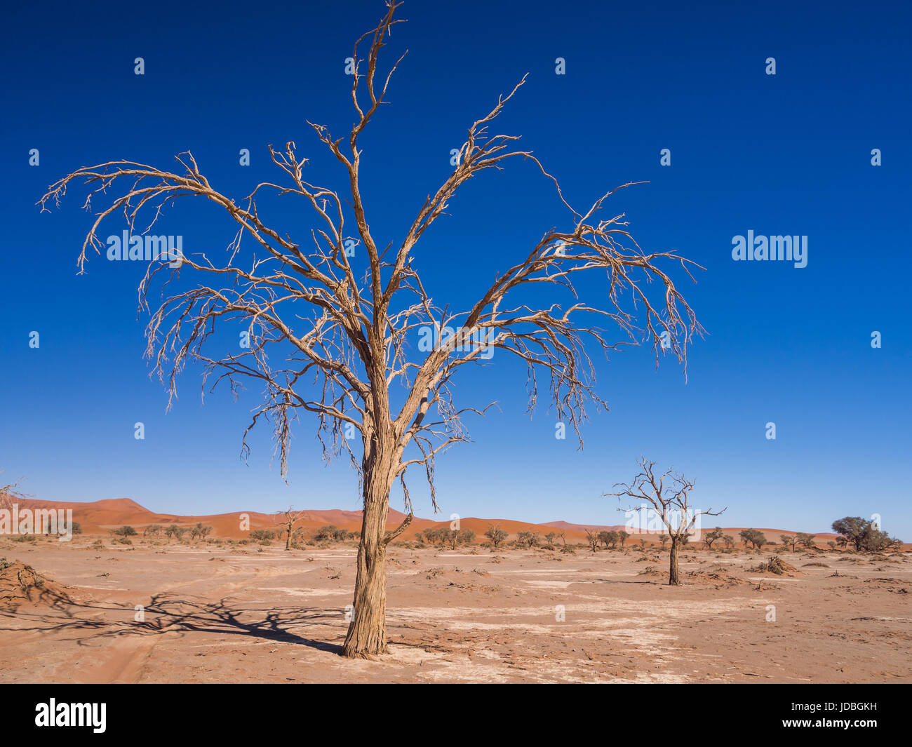Dry tree on the Namib desert, Namibia Stock Photo - Alamy