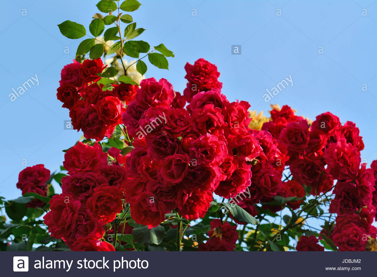 Red Climbing Rose Stock Photos & Red Climbing Rose Stock Images - Alamy