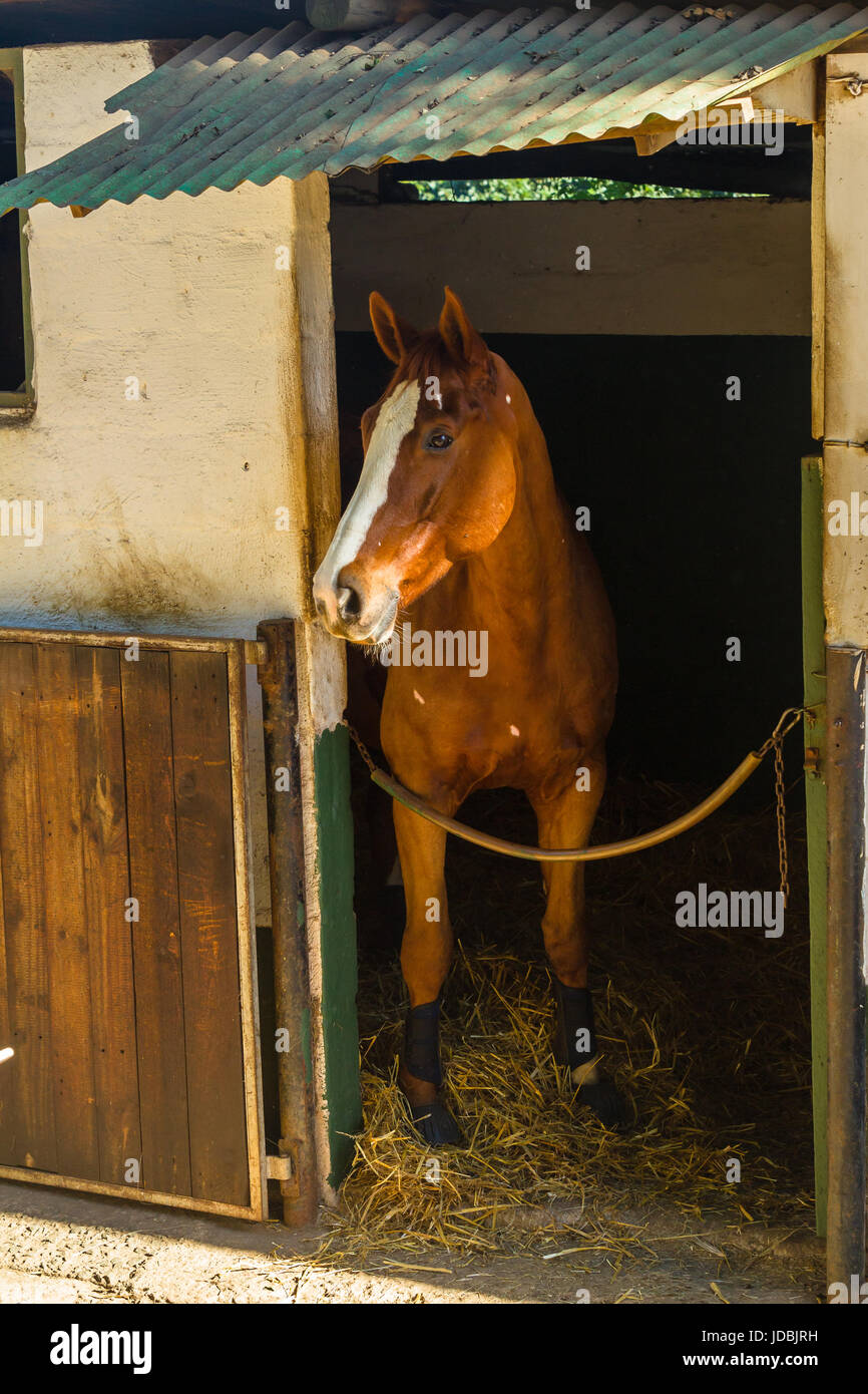 Horse animal closeup stable portrait natural light Stock Photo - Alamy