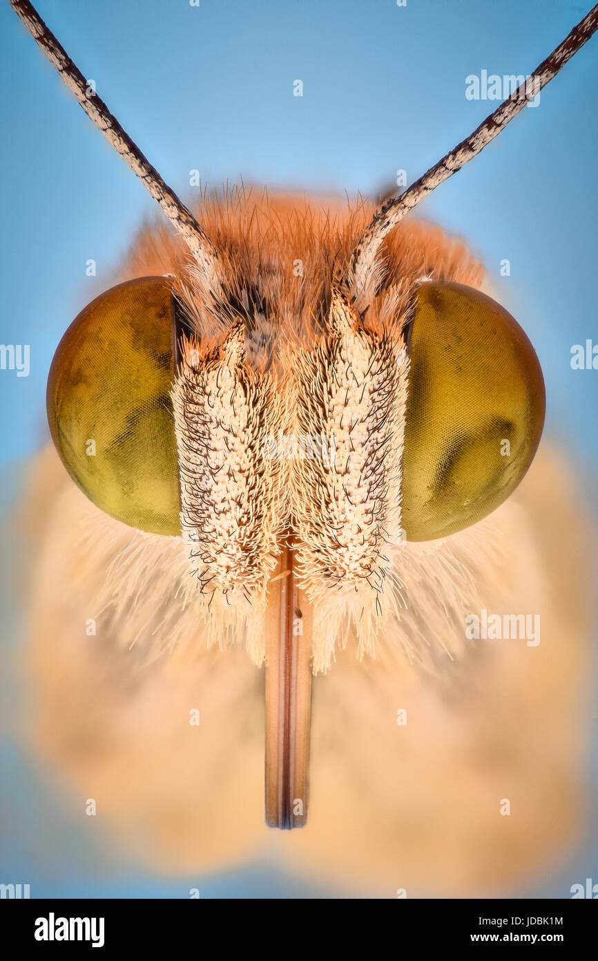 Extreme magnification - Butterfly head Stock Photo - Alamy