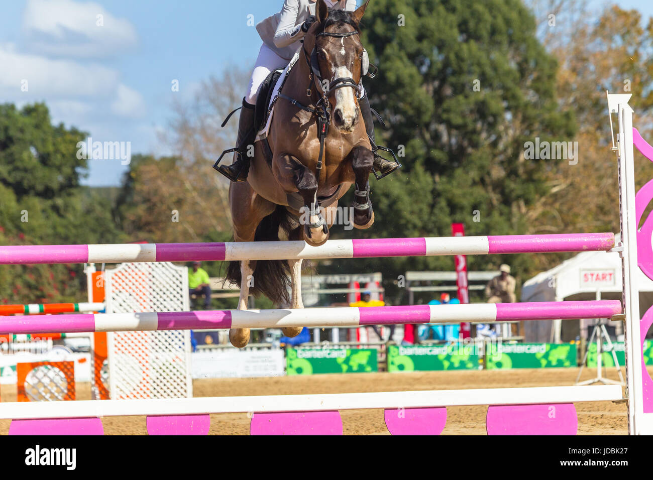 Girl rider horse jumping gate poles closeup action Stock Photo - Alamy