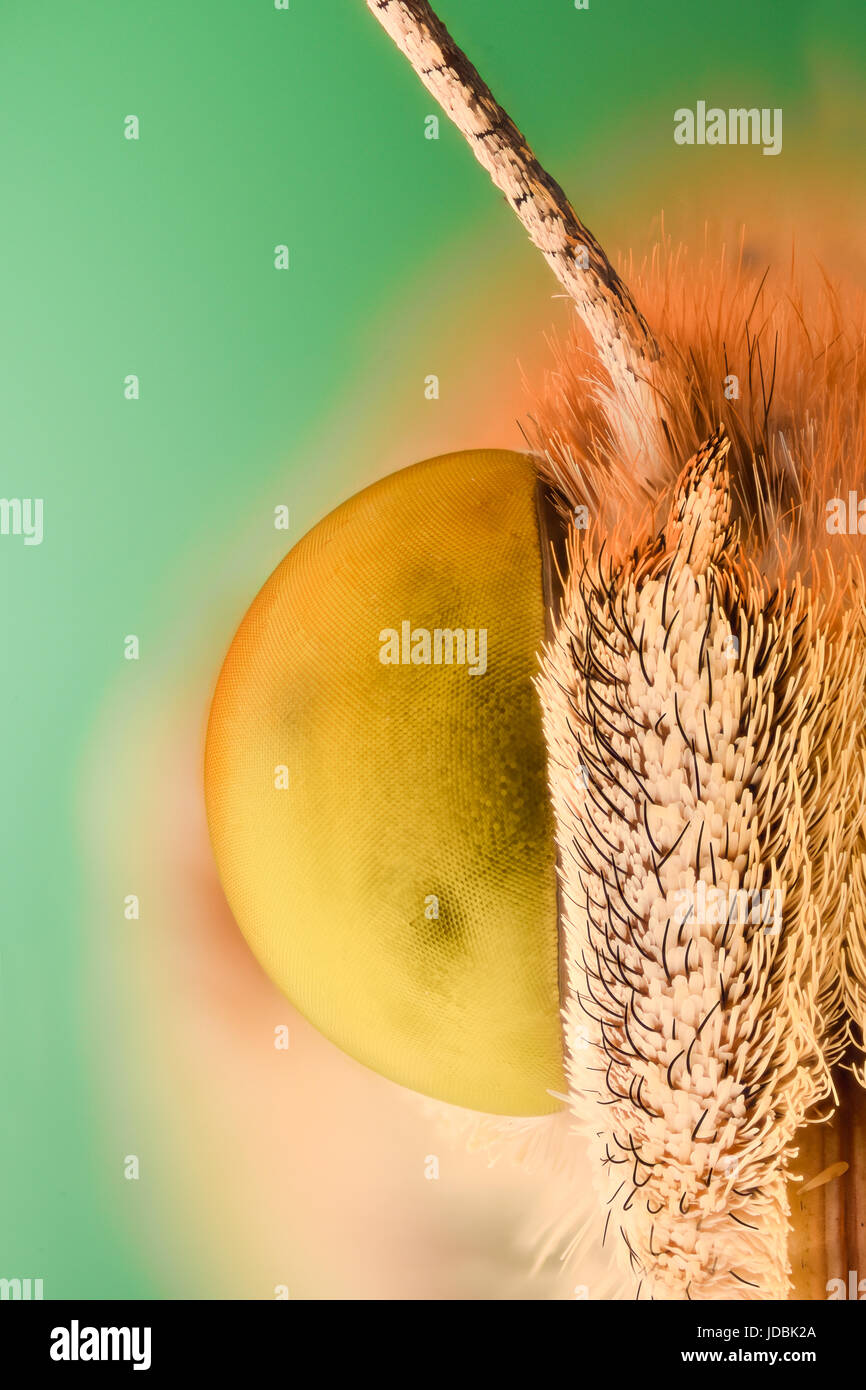 Extreme magnification - Butterfly head Stock Photo - Alamy
