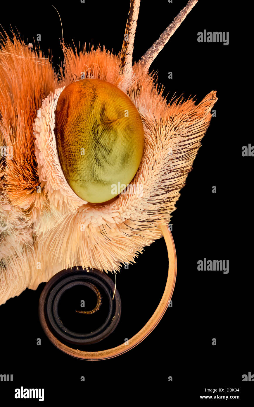 Extreme magnification - Butterfly head Stock Photo - Alamy