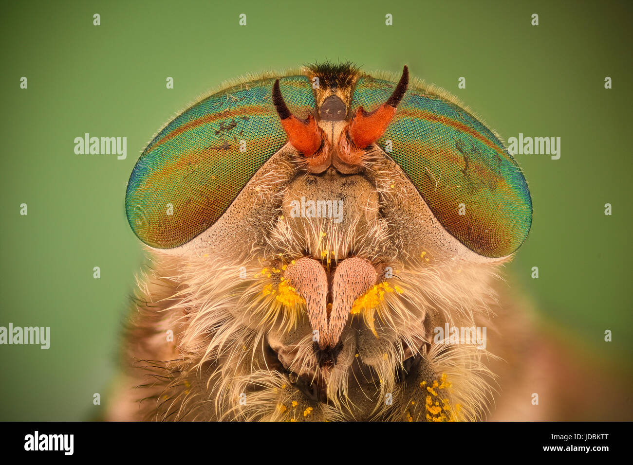 Extreme magnification - Horse fly head and eyes, Hybomitra Stock Photo ...