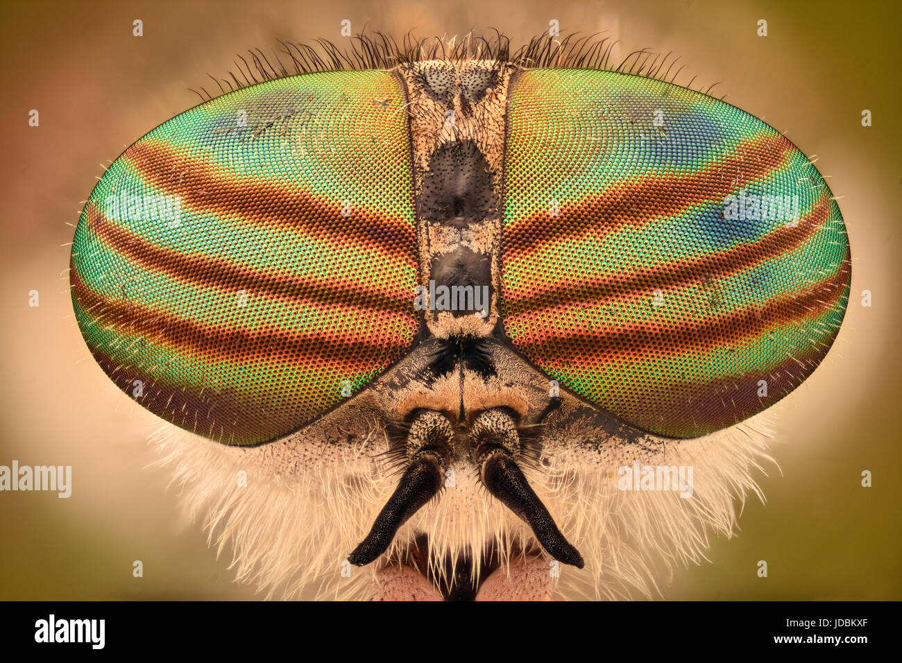 Extreme magnification - Horse fly head and eyes, Hybomitra Stock Photo ...