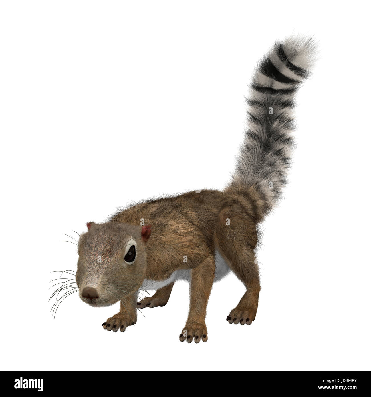 3D rendering of a Gambian sun squirrel isolated on white background ...