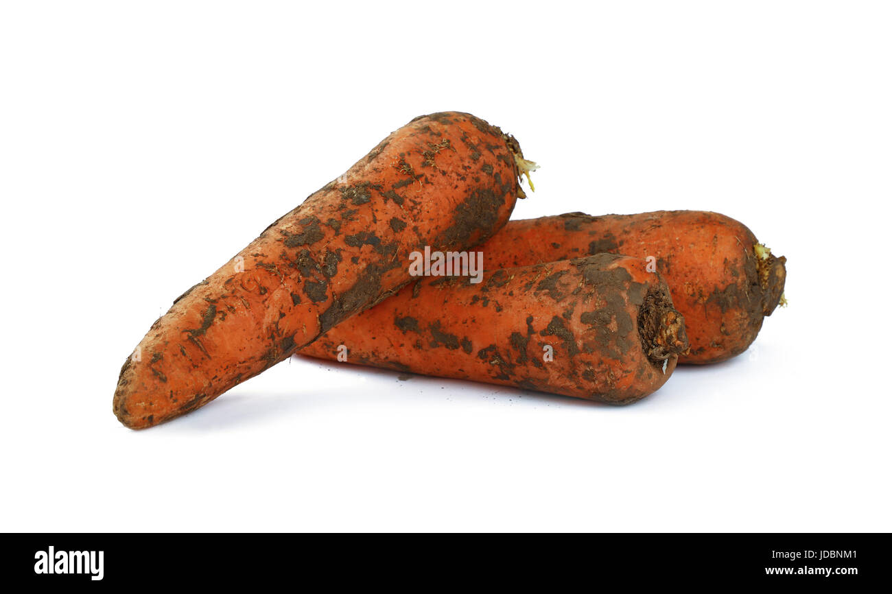 Group of three big fresh dirty carrots in ground isolated on white ...
